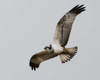 Osprey-Simon-Kidner-2 – Light Up Poole